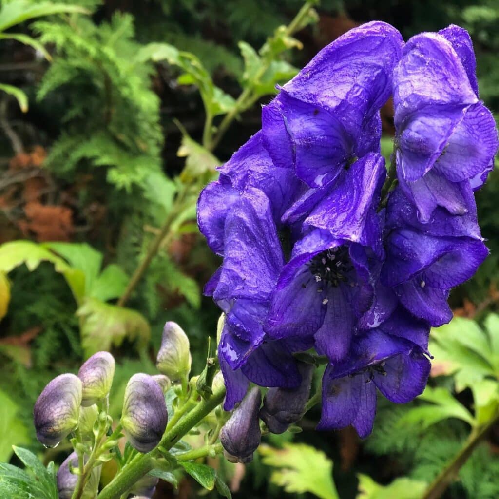 Magical Plants [11+ Best Ones That Will Bend Reality For You!]