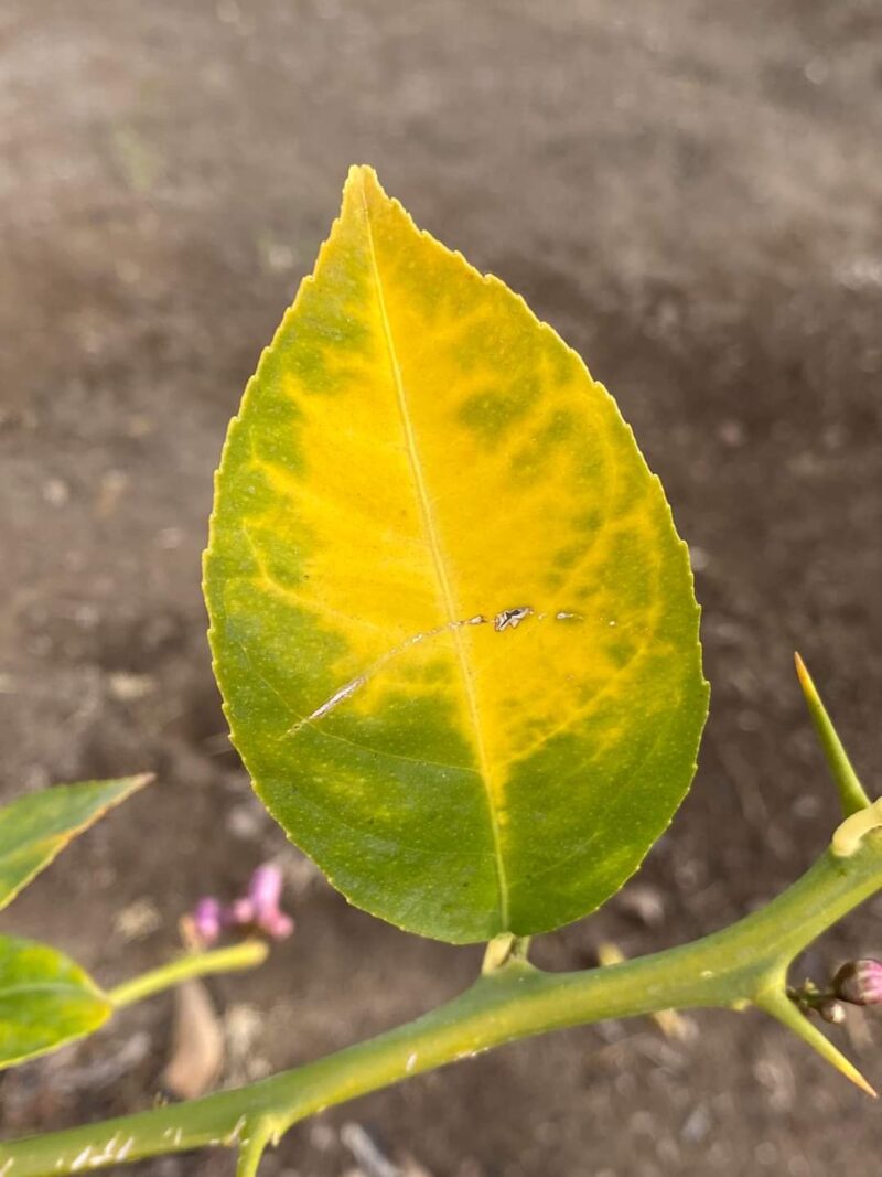 How to Treat Lemon Tree Yellow Leaves? (Causes and Solutions) - Plants Craze