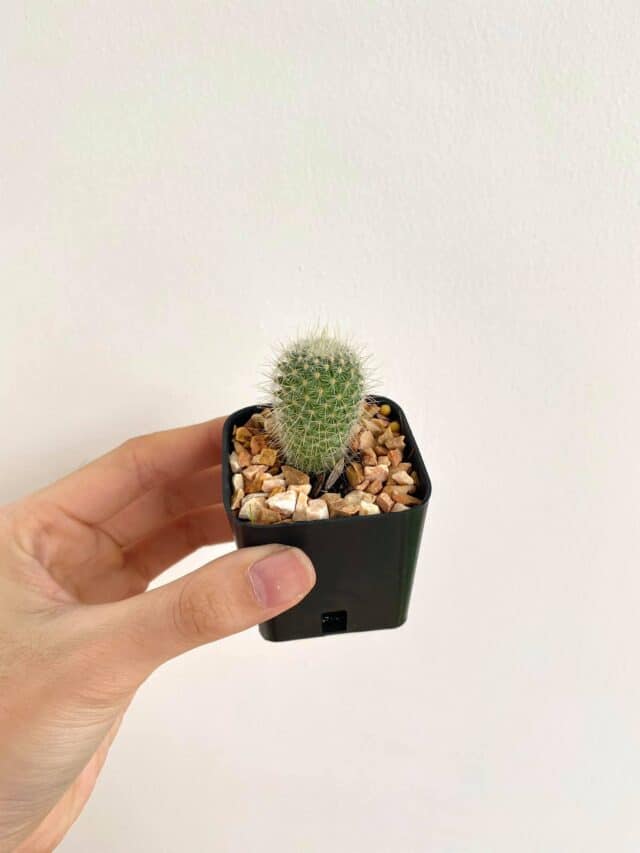 15 Slow Growing Plants for Indoors and Outdoors - Plants Craze