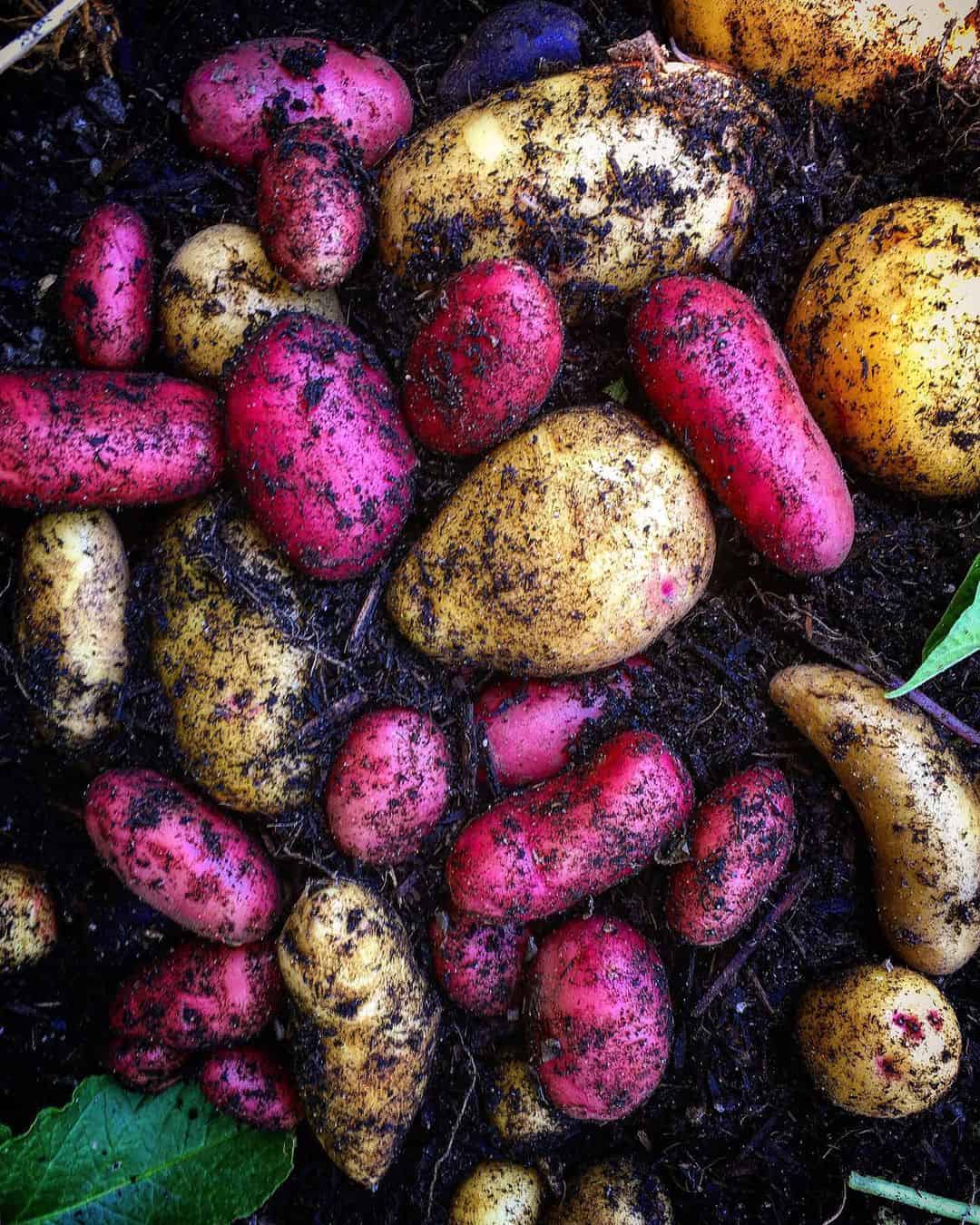 10 Popular Types Of Potatoes In UK Plants Craze 10 Popular Types Of Potatoes In UK Plants Craze