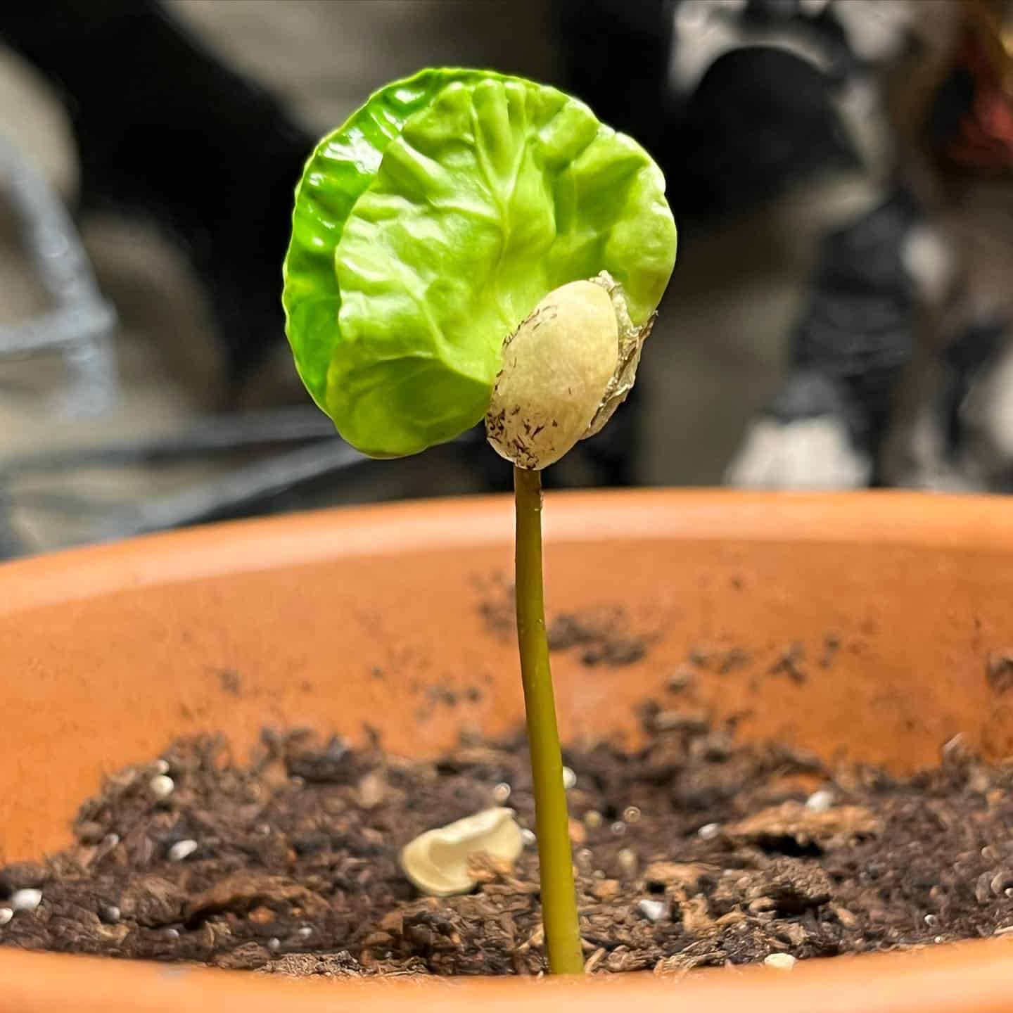 Coffee Seeds: Harvesting, Growing & Buying Guide - Plants Craze