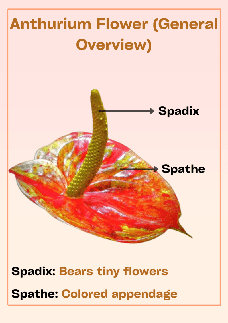 Anthurium Flower: No Queries Left! - Plants Craze