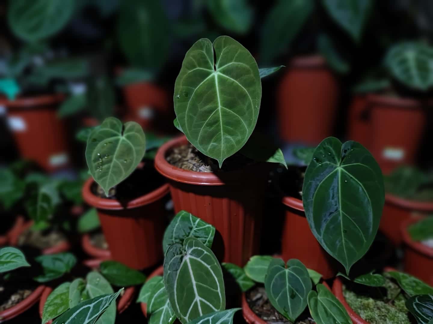 Anthurium Dressleri [5 Care Tips and 3 Propagation Methods!]