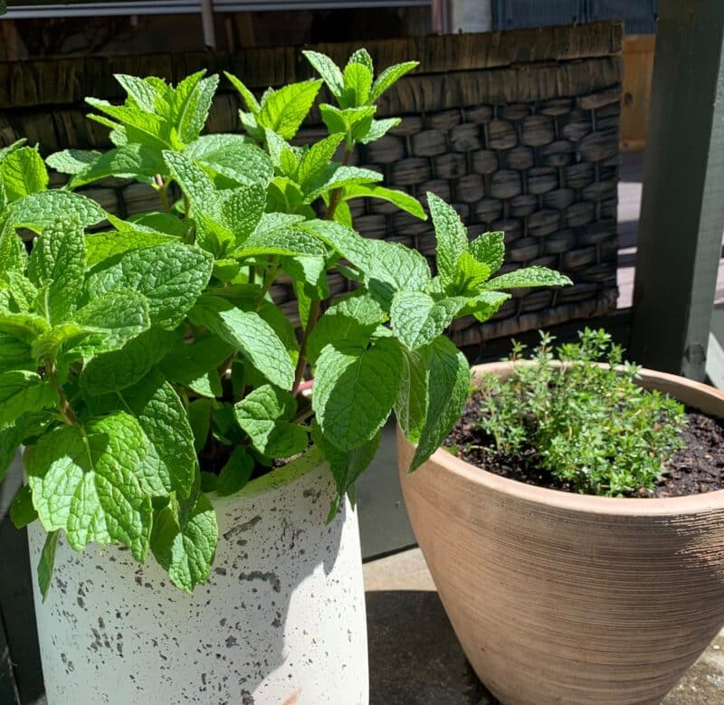 5+ Incredible Chocolate Mint Benefits with Health Considerations