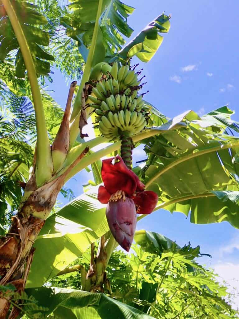6 Banana Plant Benefits You Need to Know - Plants Craze