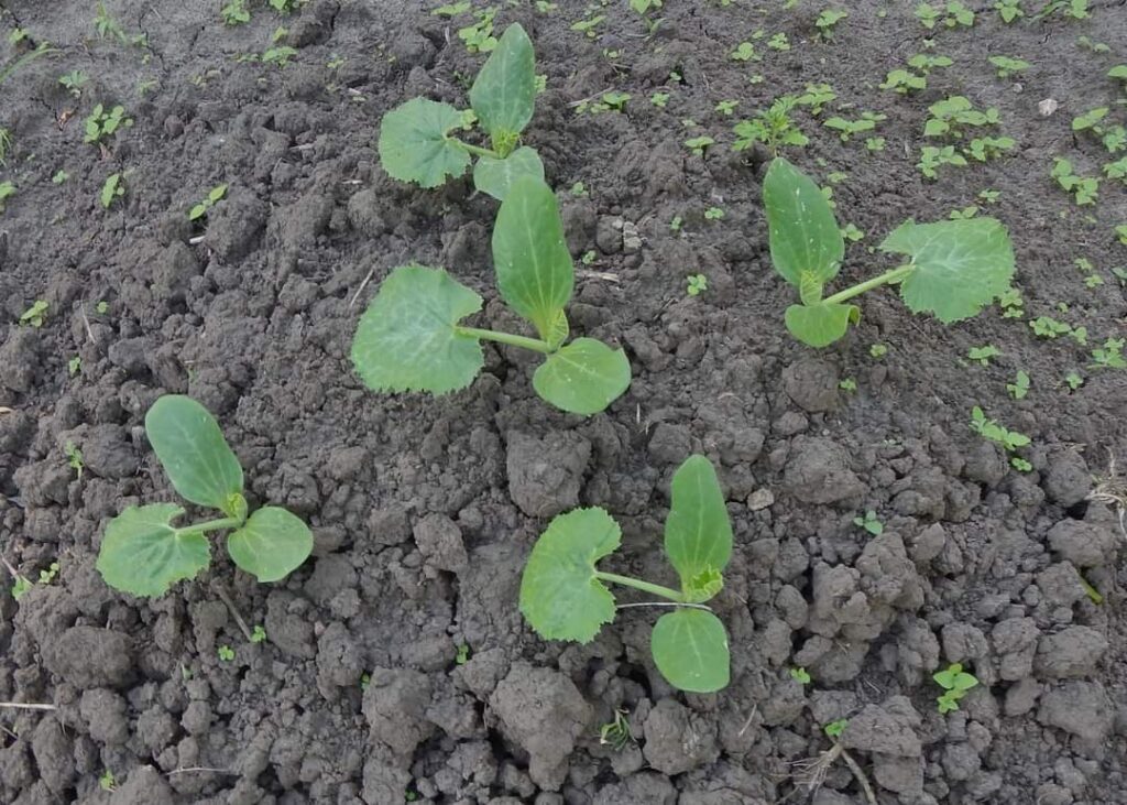 8 Pumpkin Plant Growth Stages: From Germination to Harvesting - Plants ...