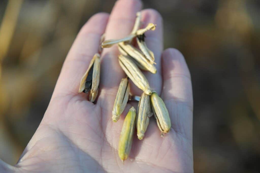 Hosta Seeds: Harvesting, Buying & Top 10 Growing Tips