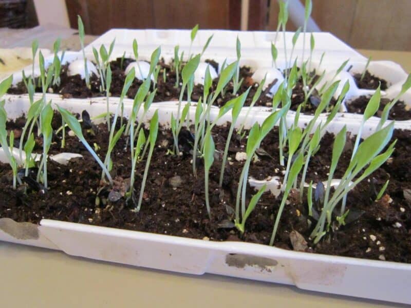 Hosta Seeds: Harvesting, Buying & Top 10 Growing Tips