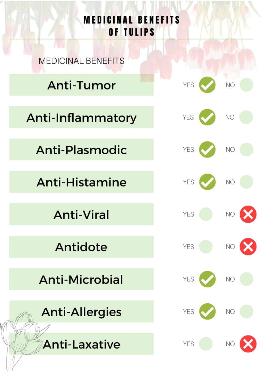 Tulip Benefits [5 Amazing Benefits You Were Not Aware Of!]