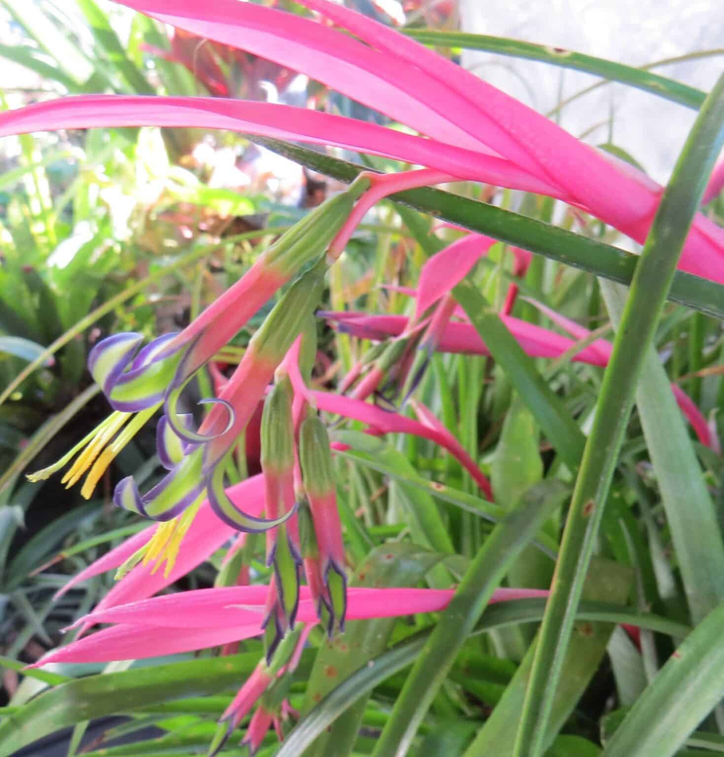 Bromeliad Flower [Blooming Tips, Meanings, & Uses]