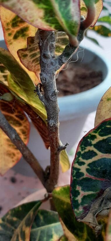 Drooping Croton Leaves [7 Reasons with Immediate Fixes!]