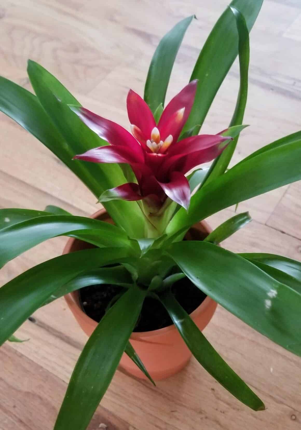 Bromeliad Flower [Blooming Tips, Meanings, & Uses]