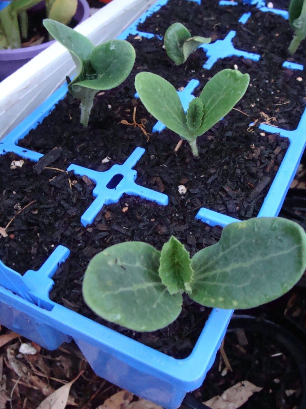 8 Pumpkin Plant Growth Stages: From Germination to Harvesting
