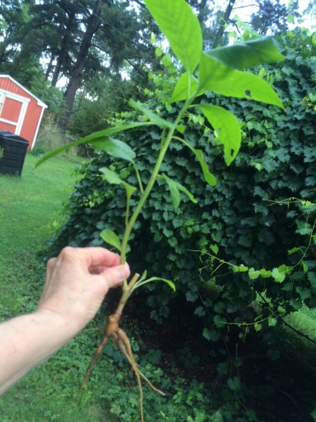 Is Pokeweed Poisonous to Touch? - Plants Craze