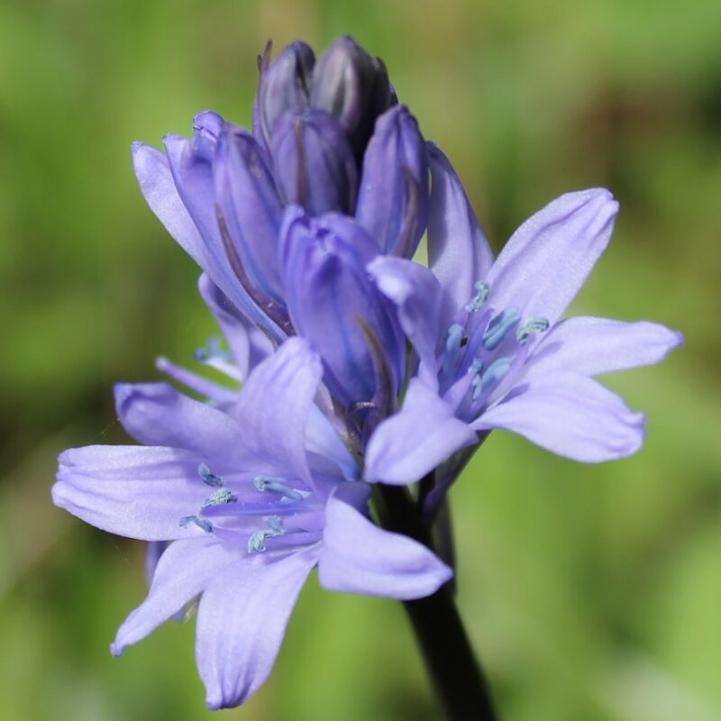 Blue Bell Flower: Types, Meanings & Benefits - Plants Craze