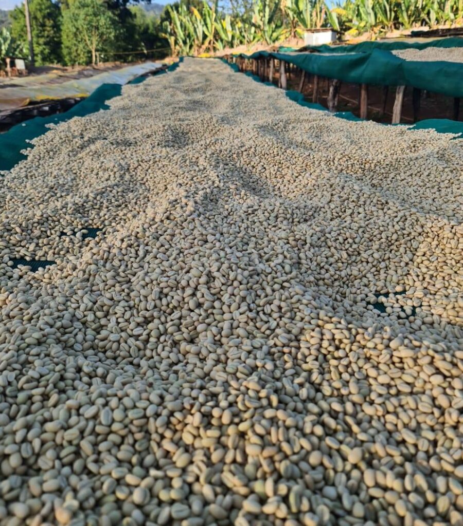 How To Harvest & Sow Coffee Seeds [Handy Guide]