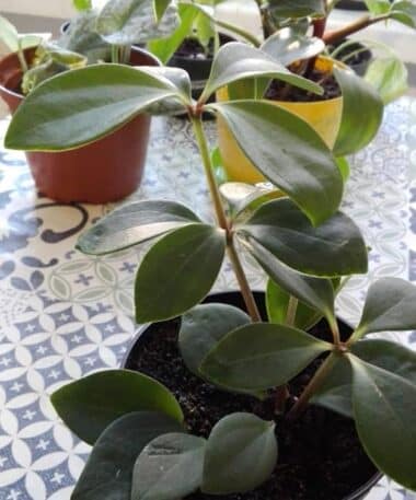 Peperomia Pereskiifolia [Top 7 Grow Guide And Problems]