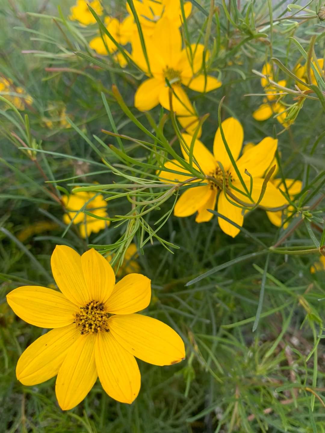 20+ Popular Yellow Perennial Flowers - Plants Craze