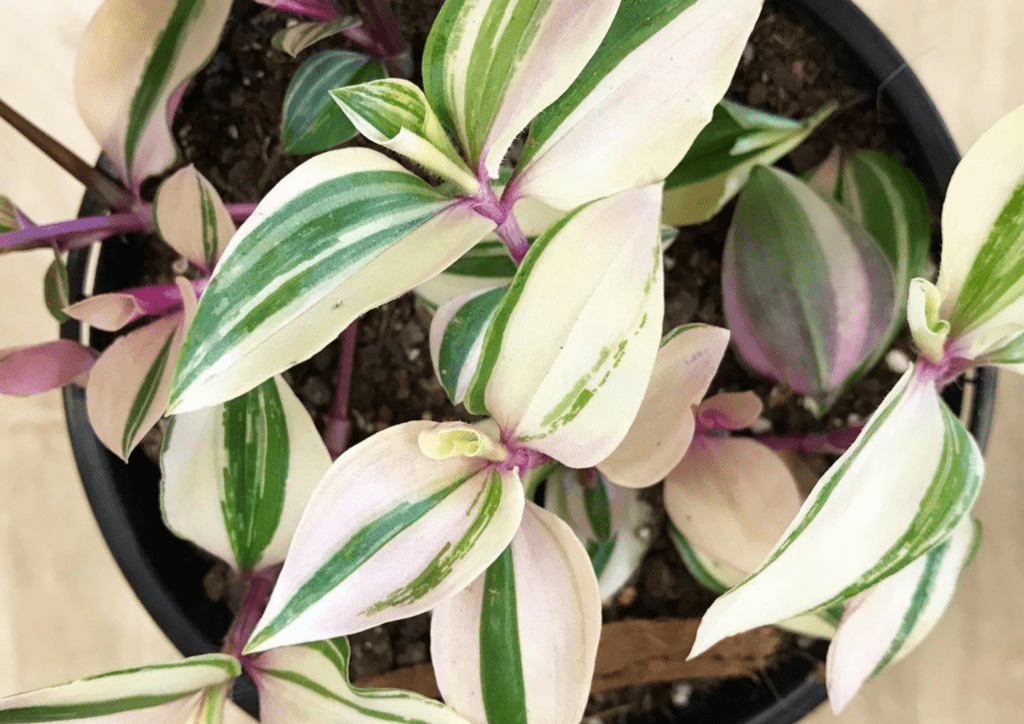 Tradescantia Tricolor Care Guide: To the Rescue! - Plants Craze