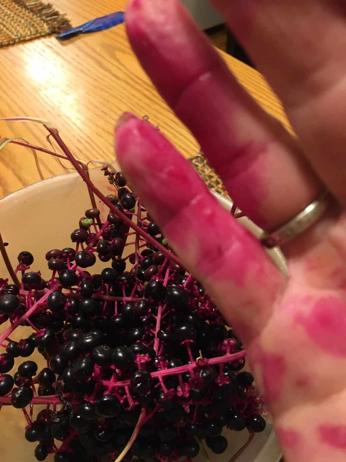 Is Pokeweed Poisonous to Touch? - Plants Craze