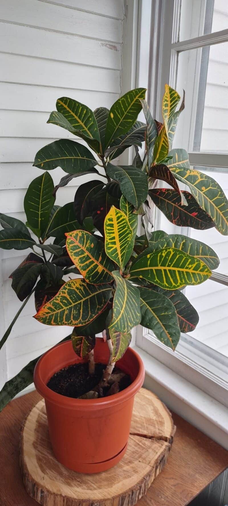 6 Incredible Croton Plant Benefits for All - Plants Craze