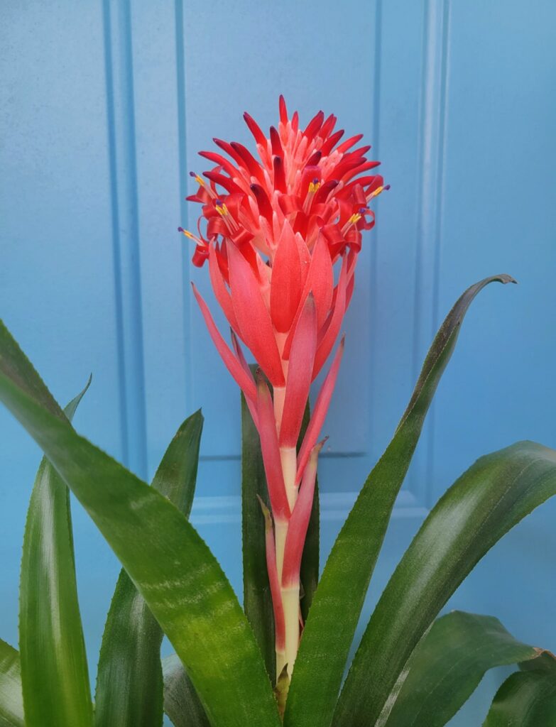 Bromeliad Flower: Everything You Need to Know - Plants Craze