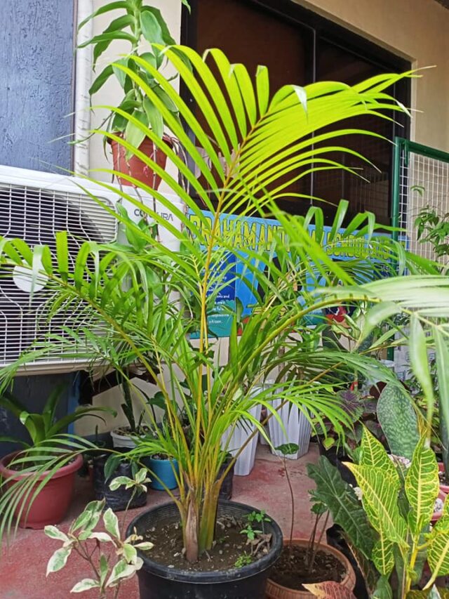 8 Untold Areca Palm Benefits - Plants Craze