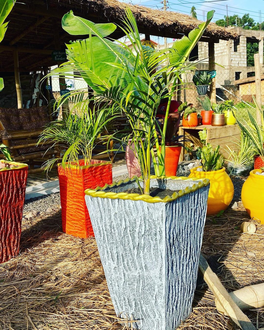 8 Untold Areca Palm Benefits - Plants Craze