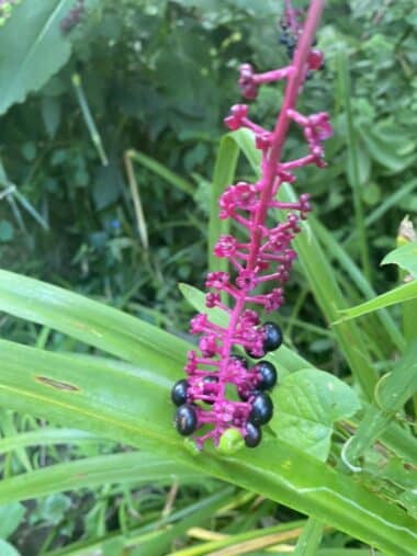 Is Pokeweed Poisonous to Touch? - Plants Craze