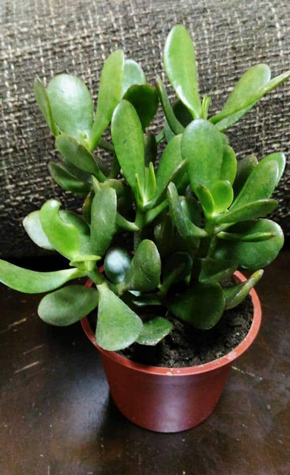 Is Jade a Succulent or Herb? Explained! - Plants Craze