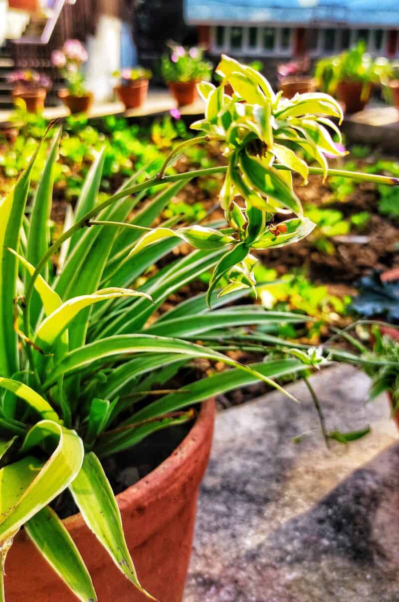 15+ Spider Plant Varieties you will Love to Grow - Plants Craze 15+ Spider Plant Varieties you will Love to Grow - Plants Craze