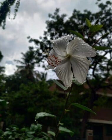 White Hibiscus: Best Grow & Care Guide - Plants Craze