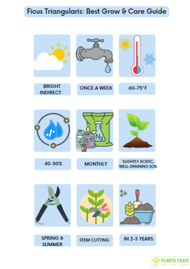 Ficus Triangularis- Best Care Hacks - Plants Craze