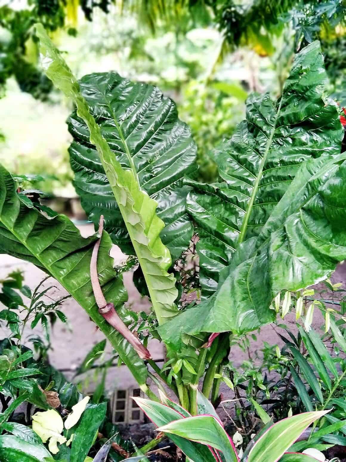 Anthurium Schlechtendalii [With 5 Best Care Hacks To Learn!]