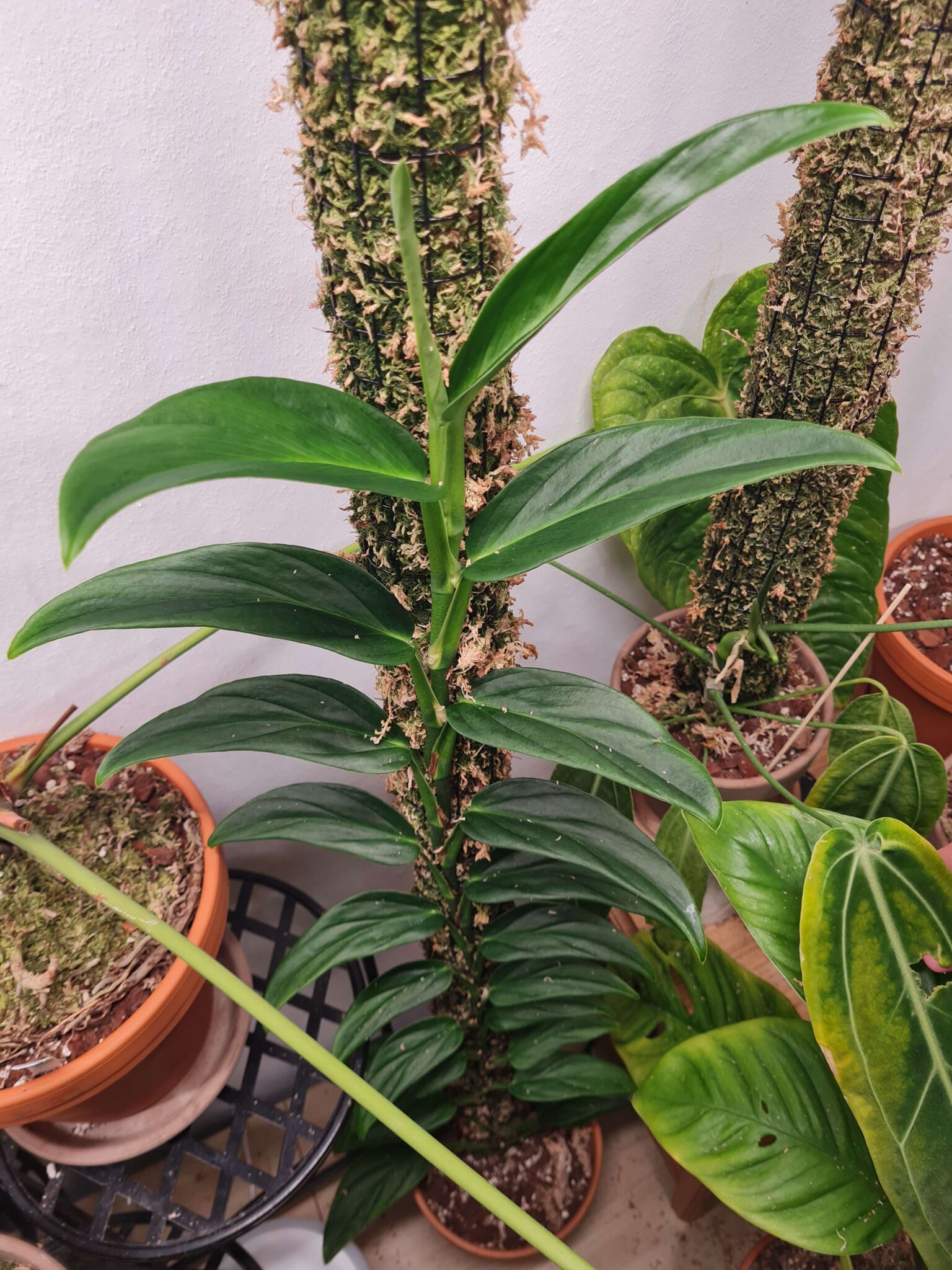 Monstera Dissecta | The 1 and Only Care Guide You will Need