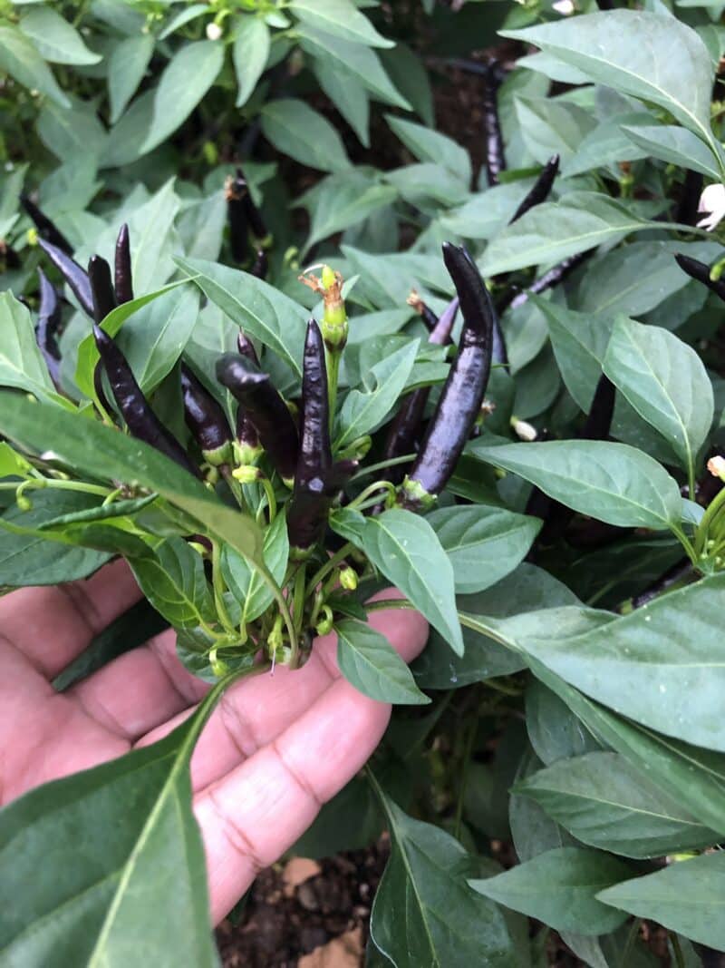 Why are my Peppers Turning Black? How to Fix Them?
