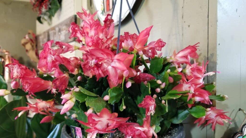 10+ Exotic Red Cactus Flowers (with Names & Pictures) - Plants Craze