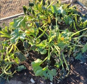 How do you Fix Yellow Squash Leaves? (Causes & Solutions) - Plants Craze