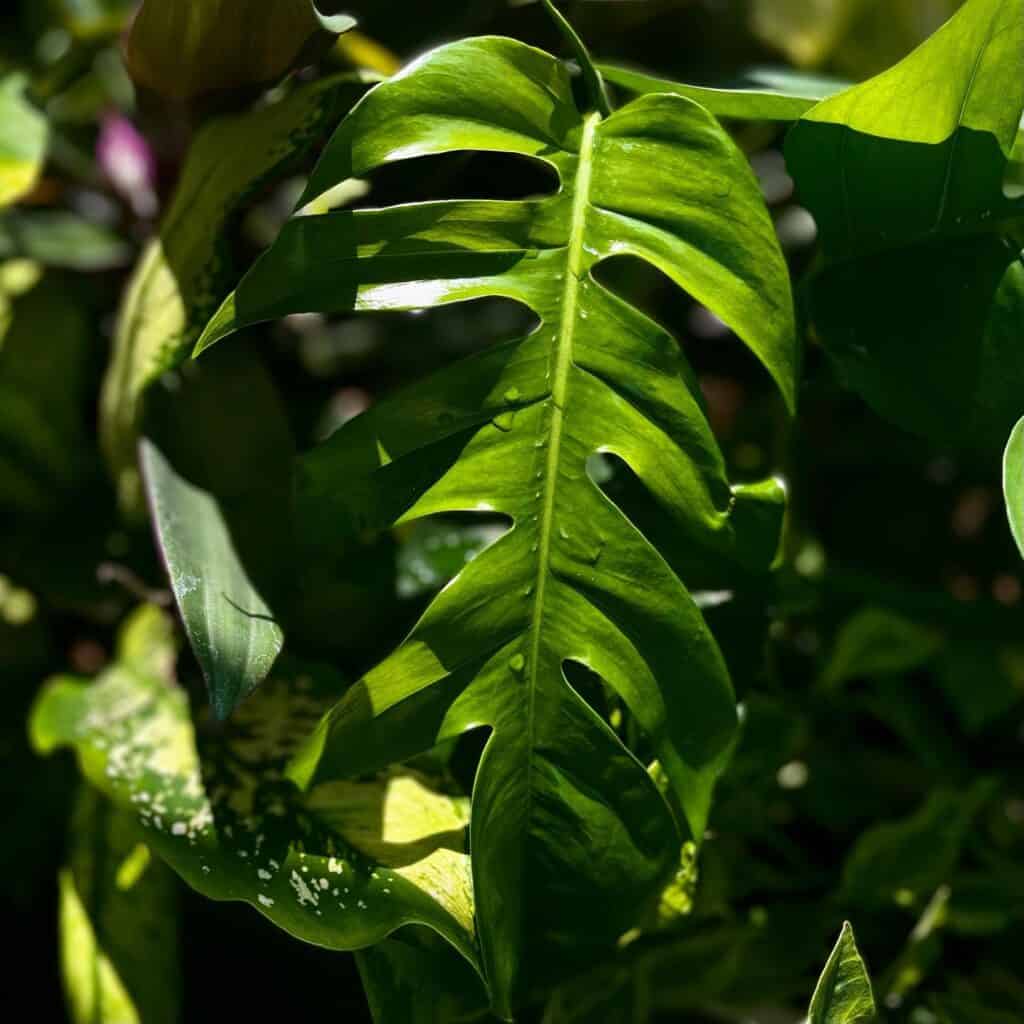 Monstera Dissecta | The 1 and Only Care Guide You will Need