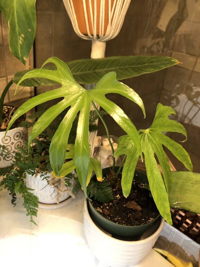 Anthurium Fingers: Ultimate Grow & Care Guide - Plants Craze