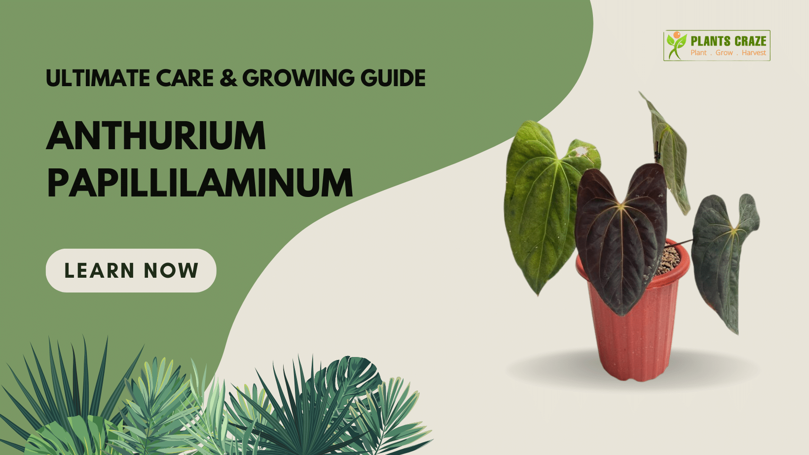 Anthurium Papillilaminum [5 Ultimate Care & Propagation Guide]