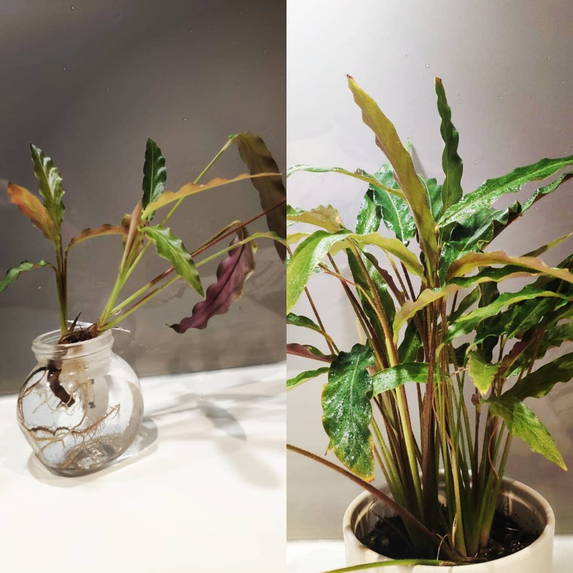 5 Best Tips For Calathea Rufibarba Care [With Propagation & Buying Guide]