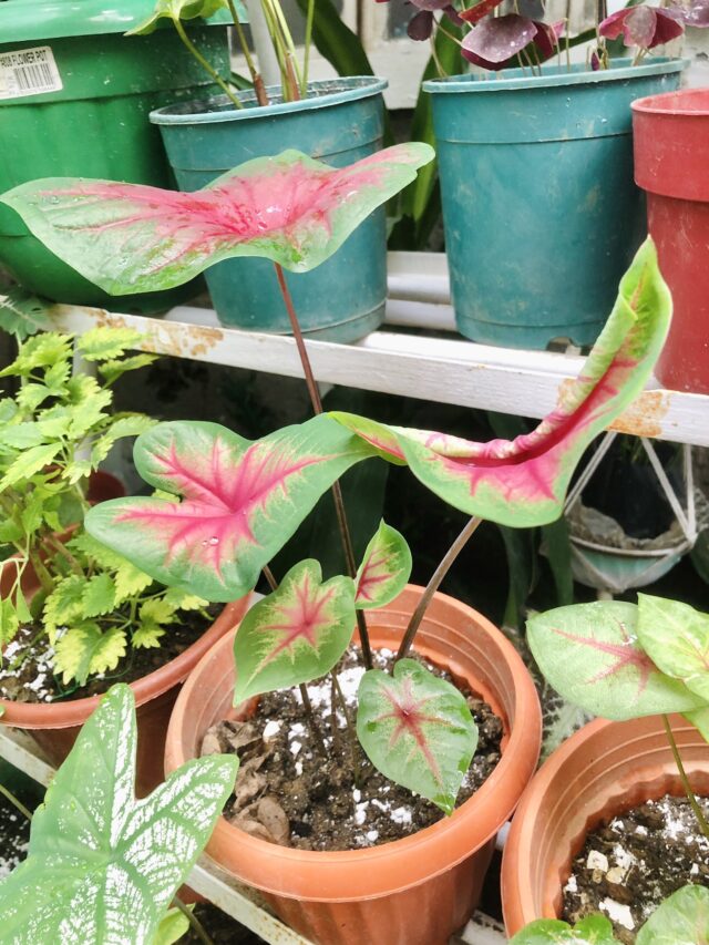 12 Caladium Varieties You Will Love - Plants Craze