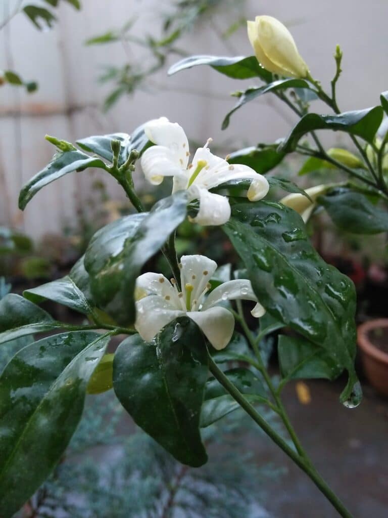 5 Top Ways To Care & Updated Propagation Methods for Orange Jasmine