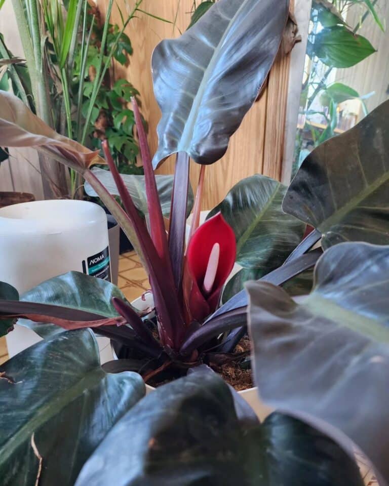 Imperial Red Philodendron Care [Re-Updated With Finest Grow Tips!]