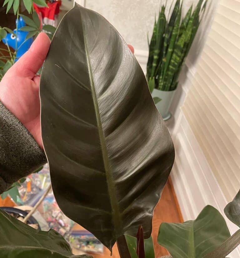 Imperial Red Philodendron Care [Re-Updated With Finest Grow Tips!]