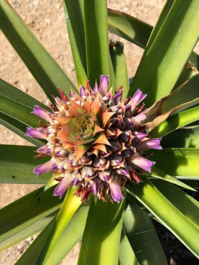 Top Ways to Grow & Propagate Baby Pineapple Plant [Updated [current-year]]