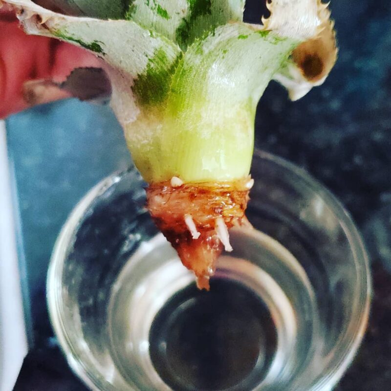 Top Ways to Grow & Propagate Baby Pineapple Plant [Updated [current-year]]