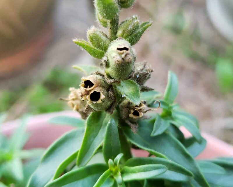 Best Way for Collecting Snapdragon Seeds! - Plants Craze