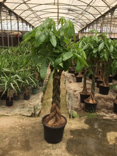 How to Braid a Money Tree? [Easy DIY Steps] - Plants Craze